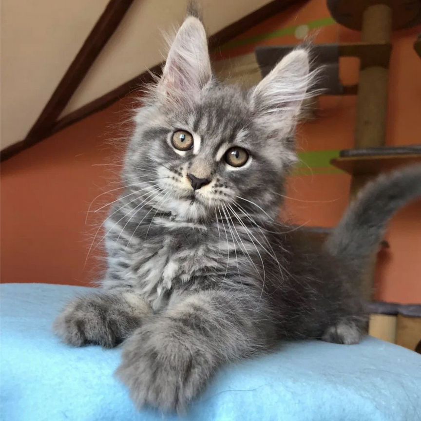 Ласковый пушистый котенок