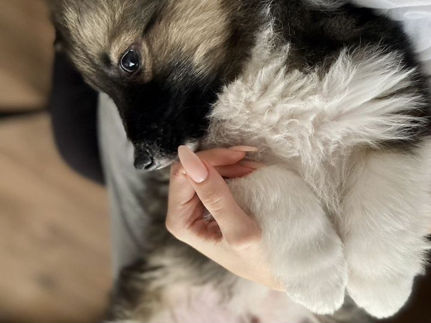 Щенок в добрые руки