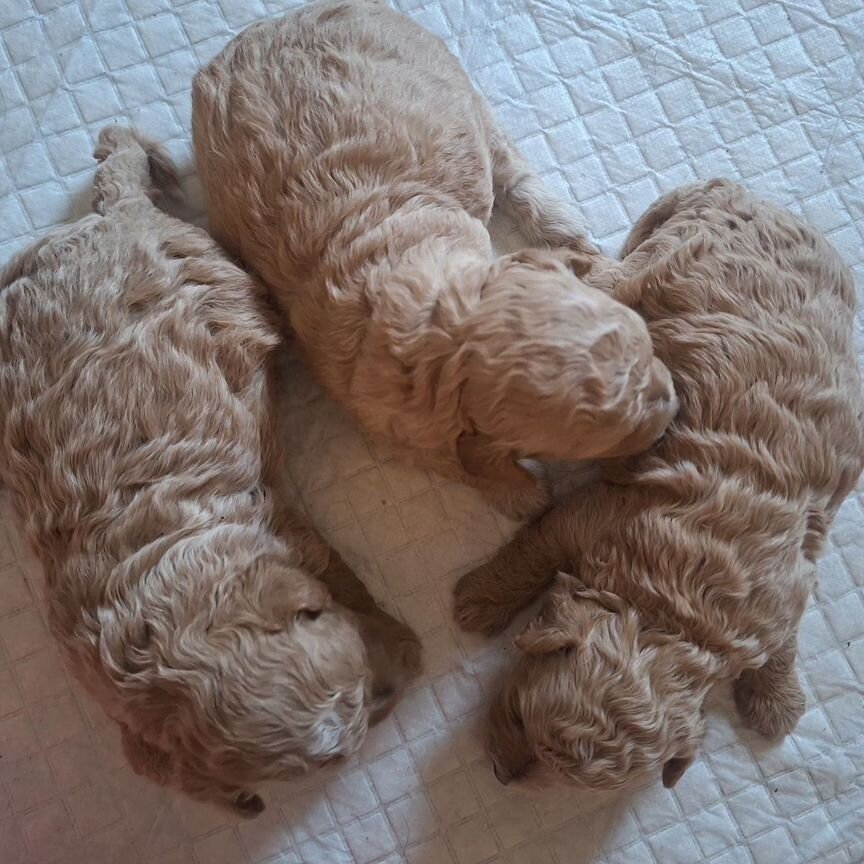 Пудель, щенок