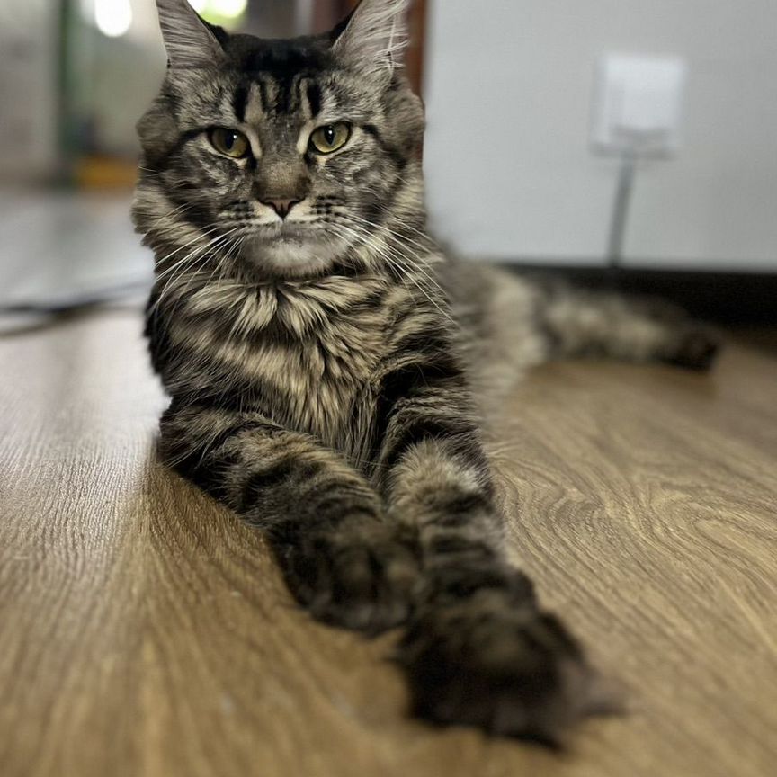 Мейн-кун котёнок