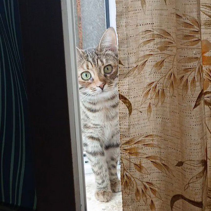 Котёнок девочка