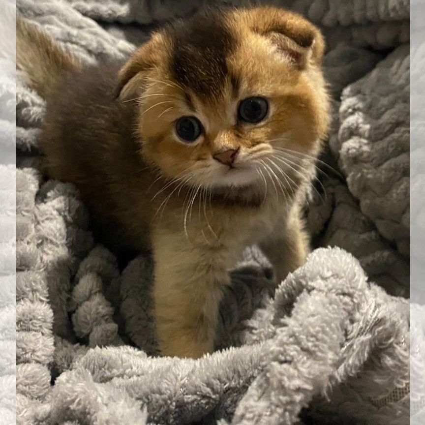 Шотландские котята