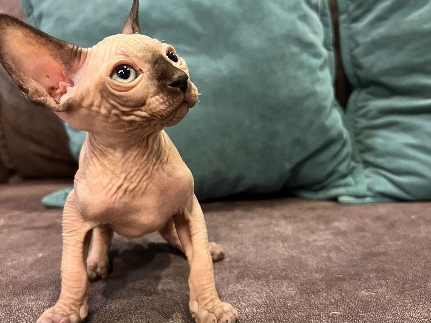 Канадский сфинкс