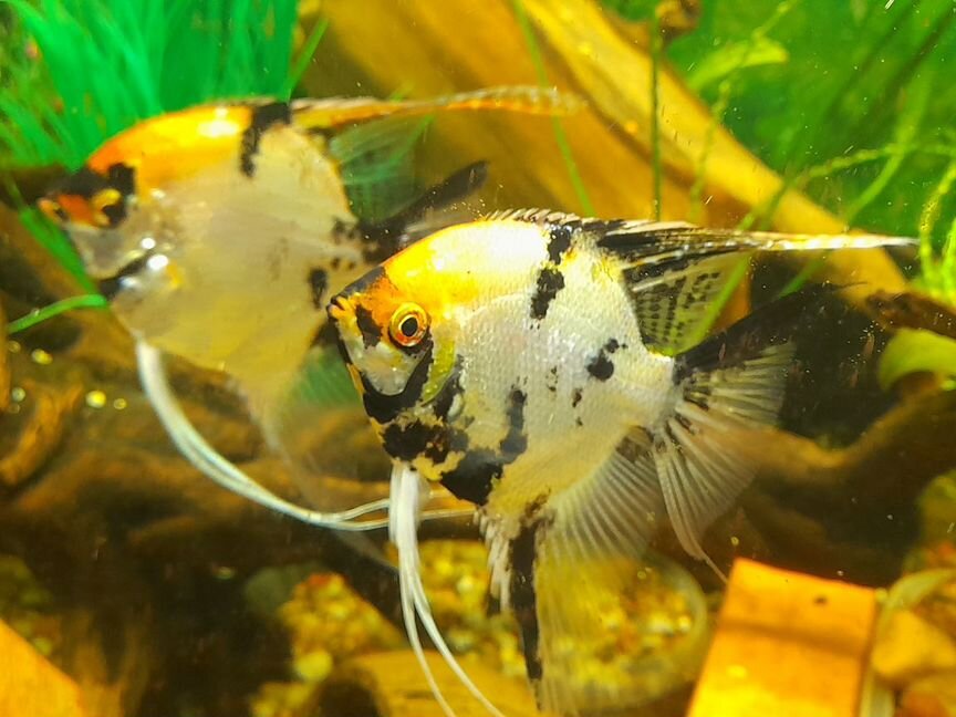 Малек скалярий Кои