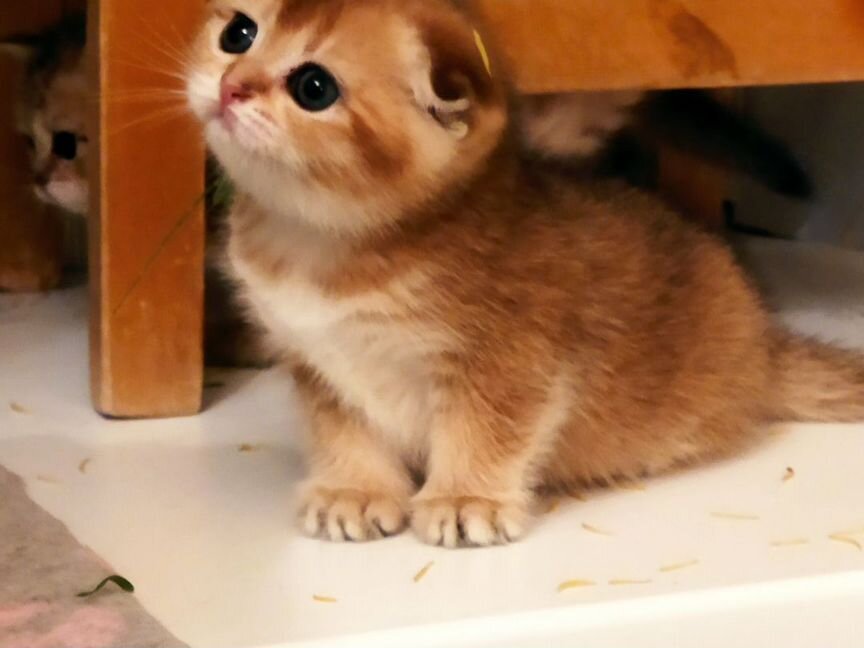 Шотландские котята