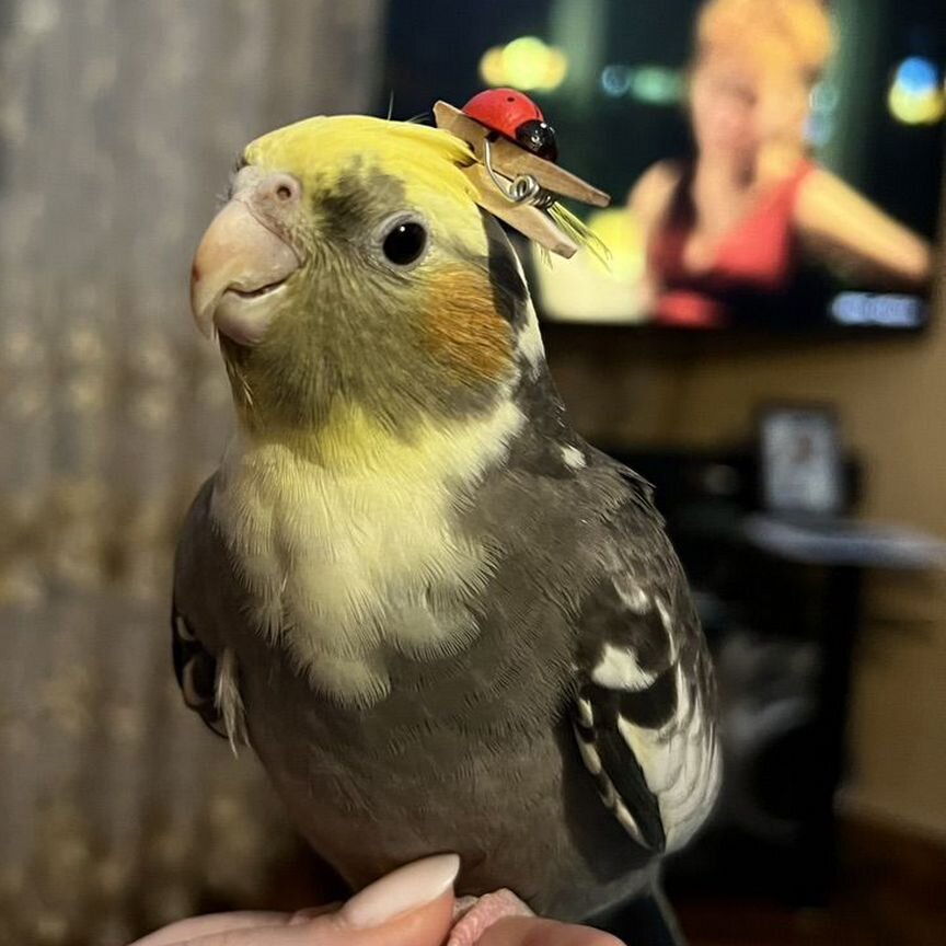 Попугай корелла вязка