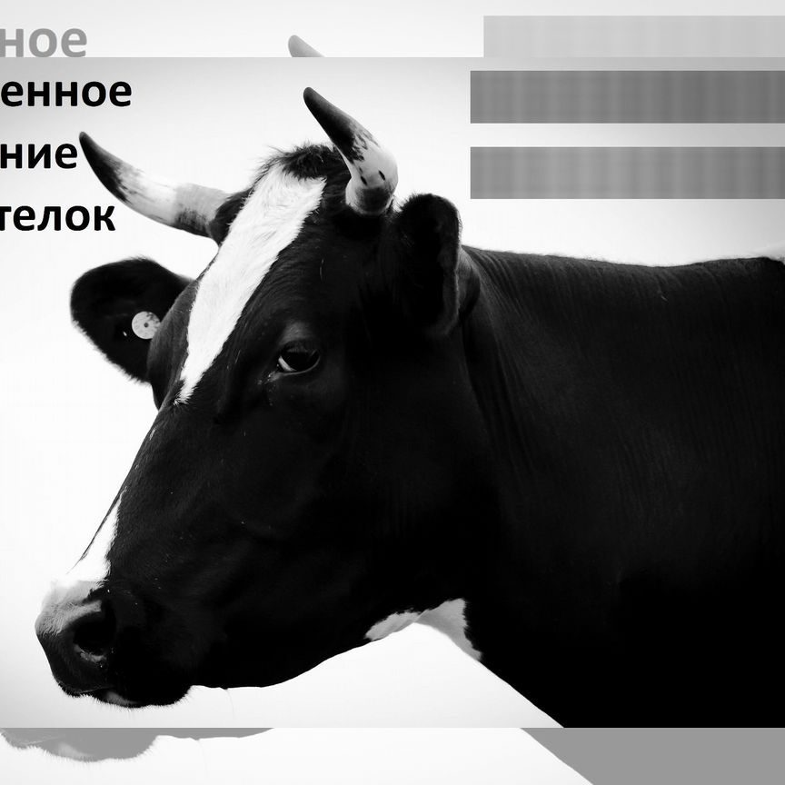 Осеменение коров и телок