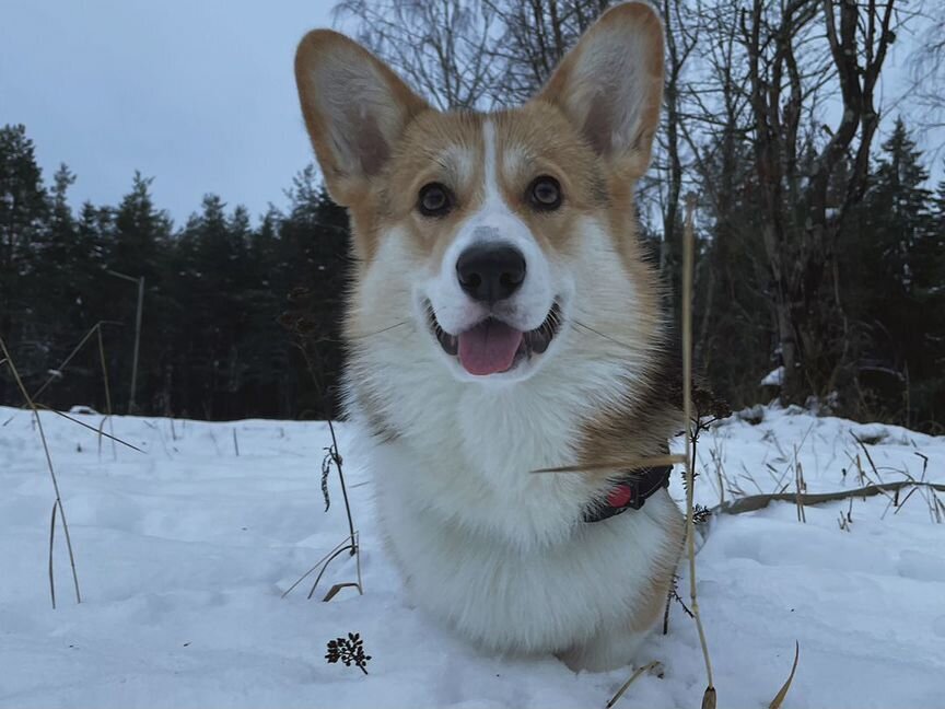 Вязка кобель вельш-корги