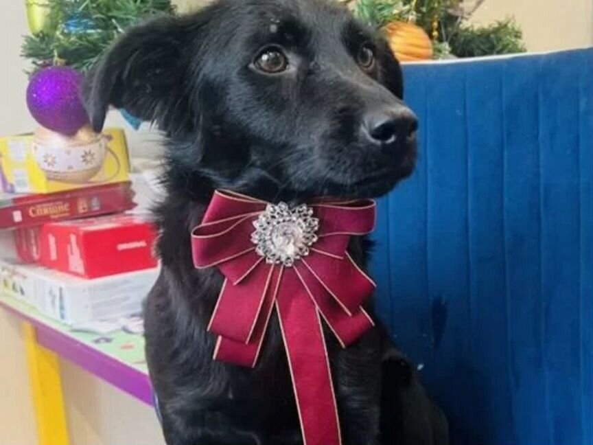 Отдам в добрые руки маленькую собаку