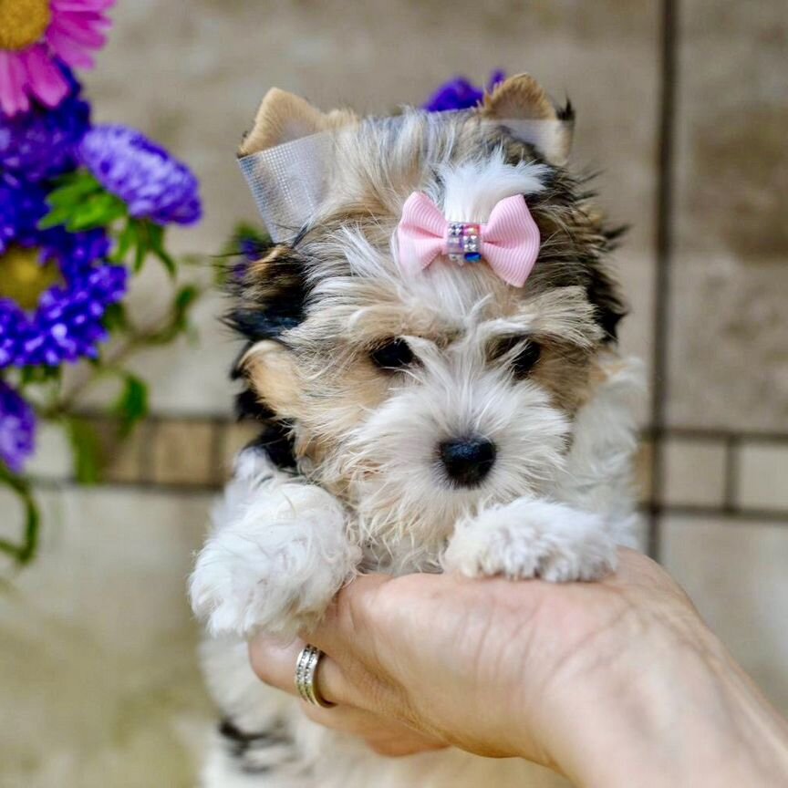 Бивер девочка