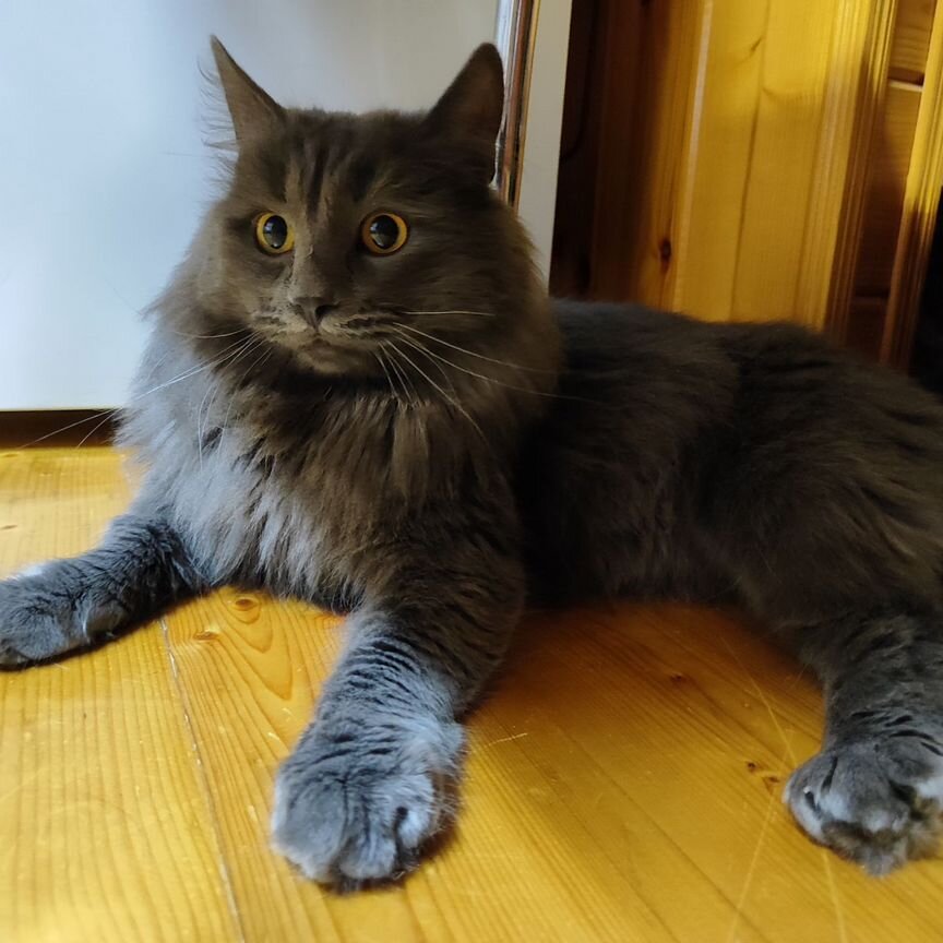 Кот нибелунг