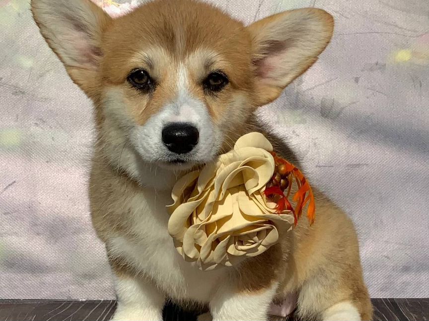 Девочка вельш корги пемброк