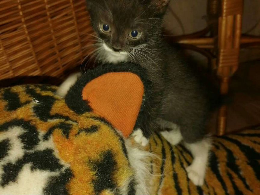 Простые котики