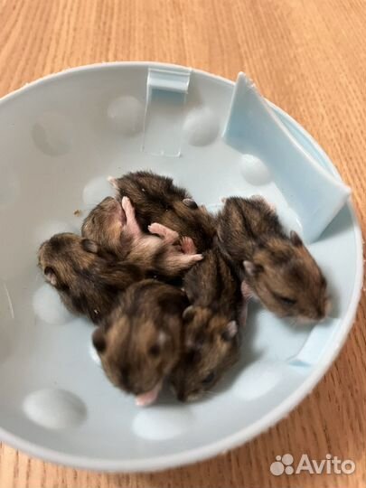 Джунгарские хомячки