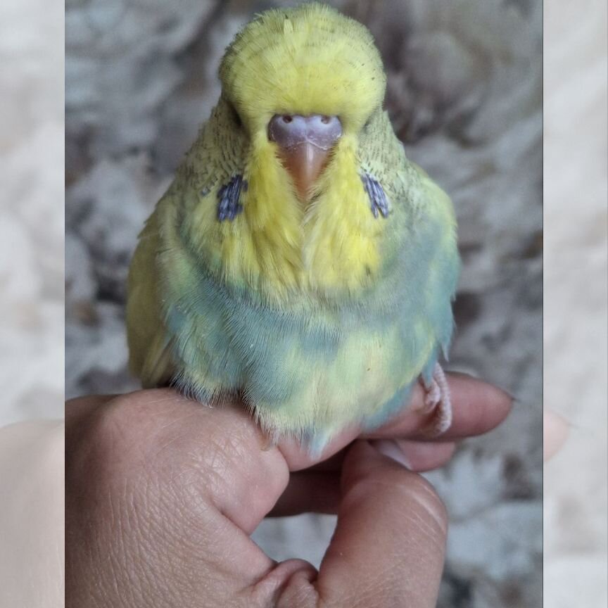 Самочки ввп чех