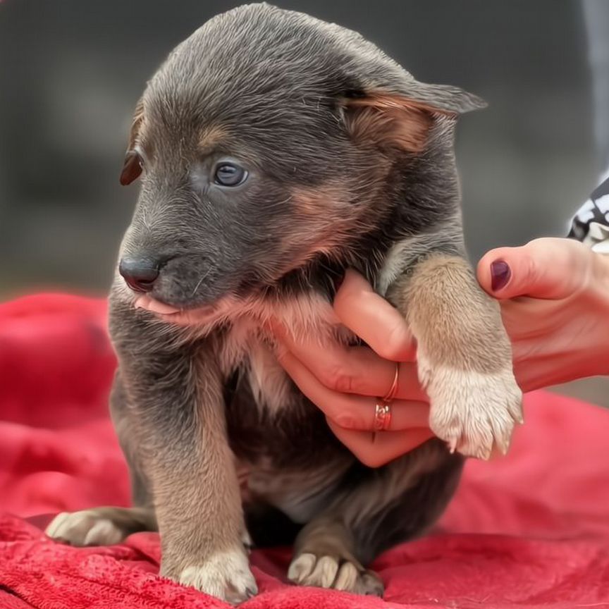 Щенок в добрые руки