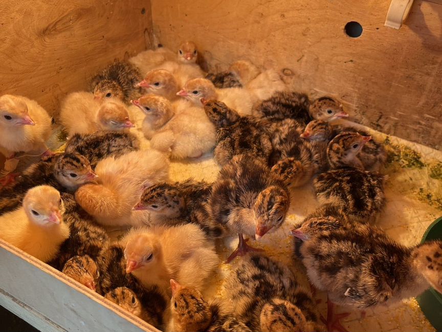 Индюшата суточные