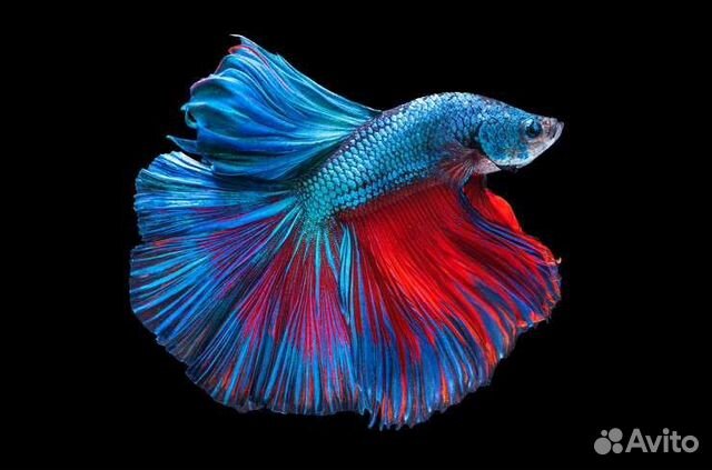 Петушки разные, большой выбор