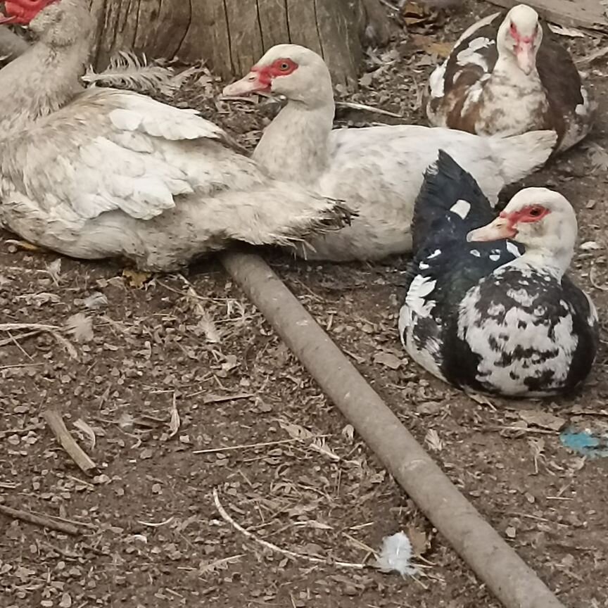 Мускусные утки