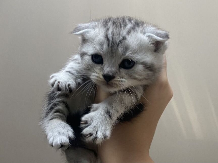 Шотландские котята