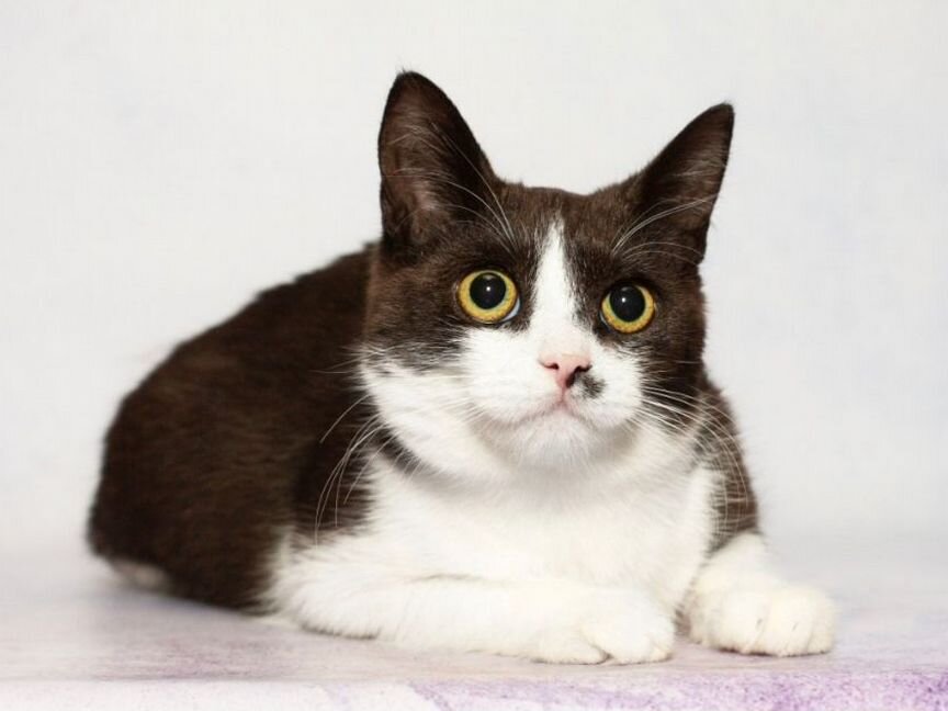 Молодой котик в добрые руки