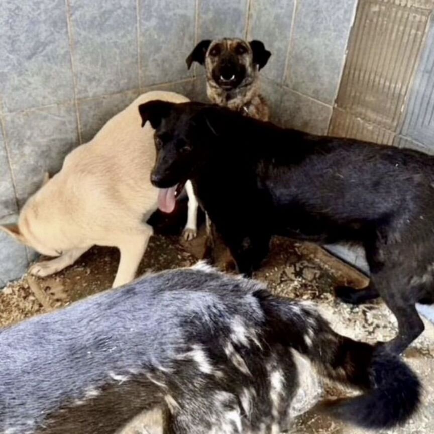 Взрослая собака в добрые руки