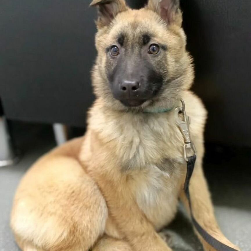 Щенок Печенька ищет дом