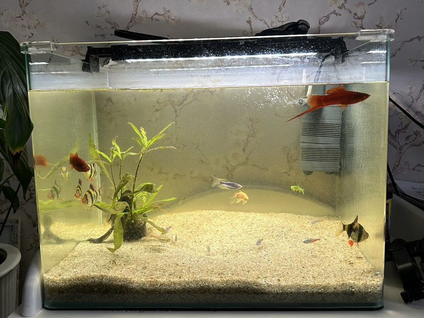 Аквариум 55 литров