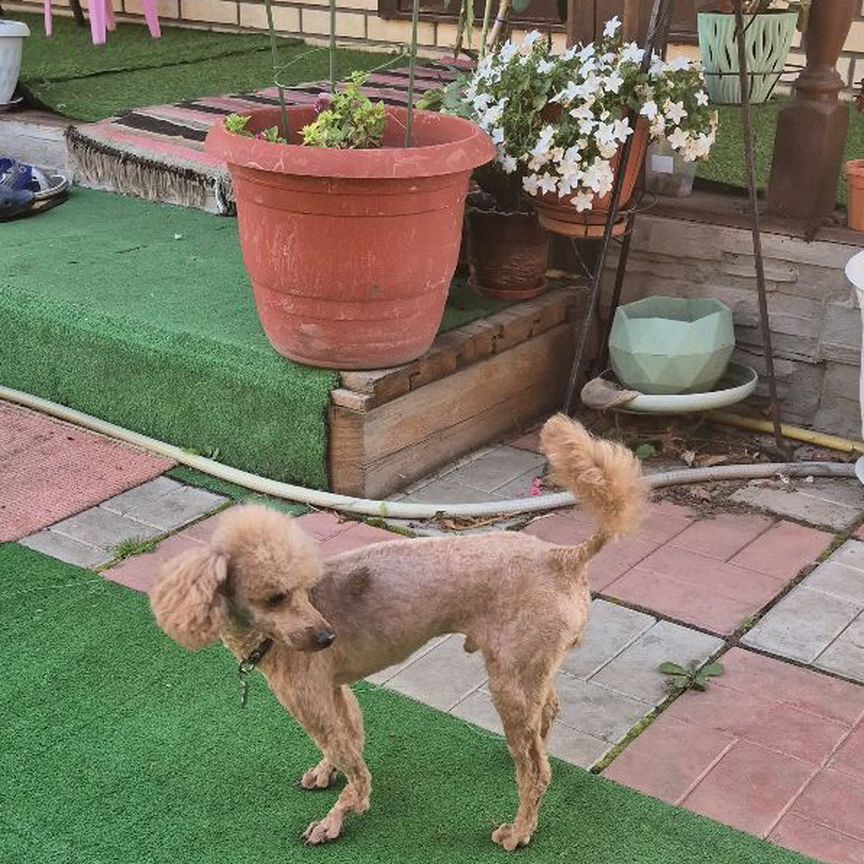 Нужна невеста