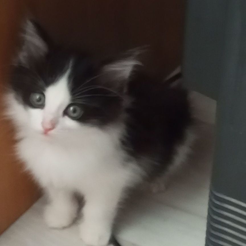 Котенок девочка в добрые руки