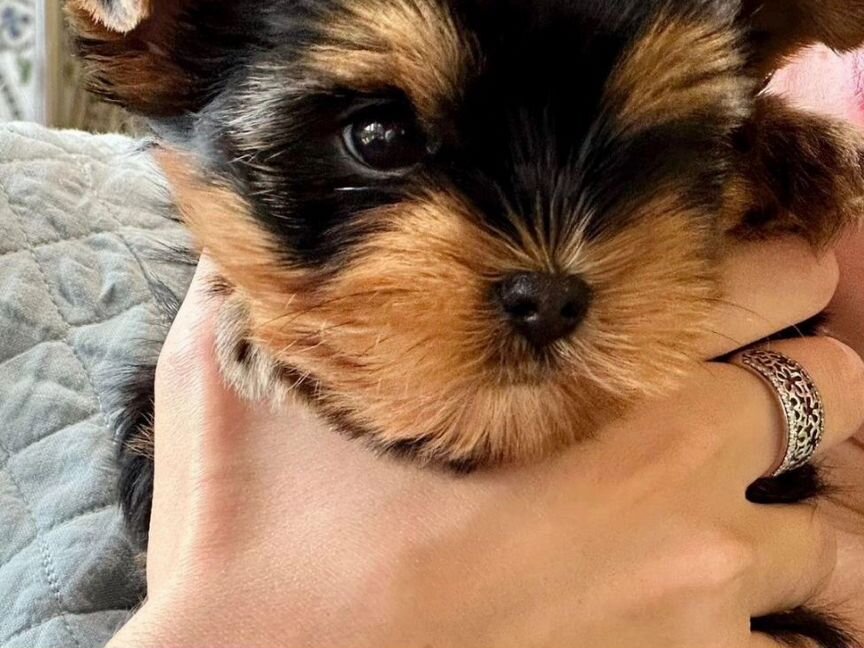 Йоркширский терьер