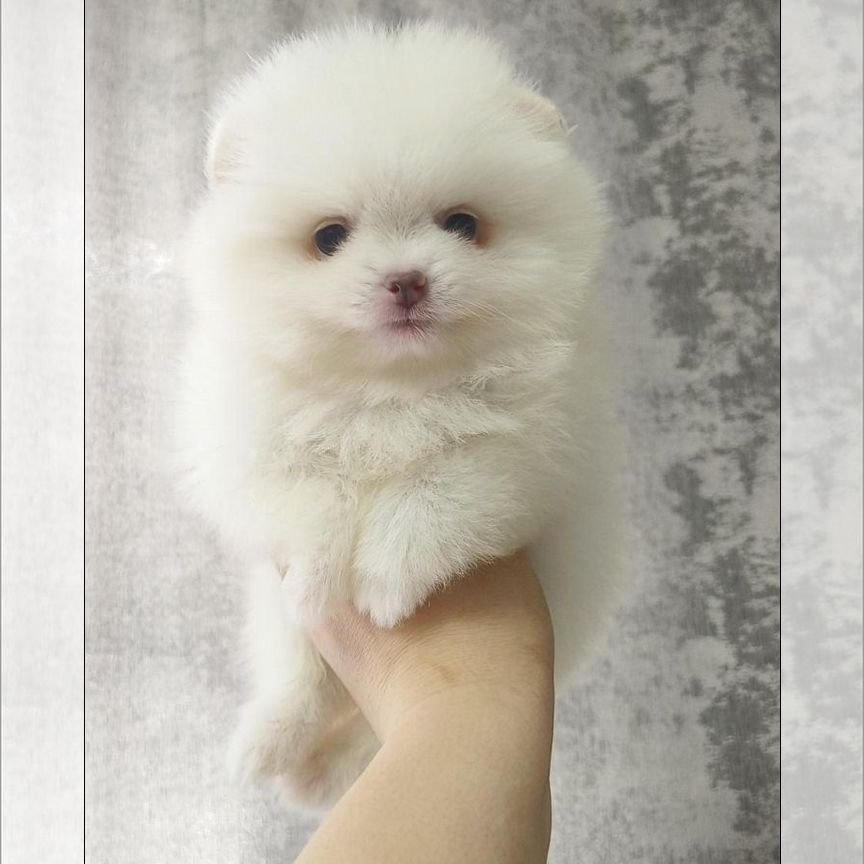 Померанский шпиц, щенок