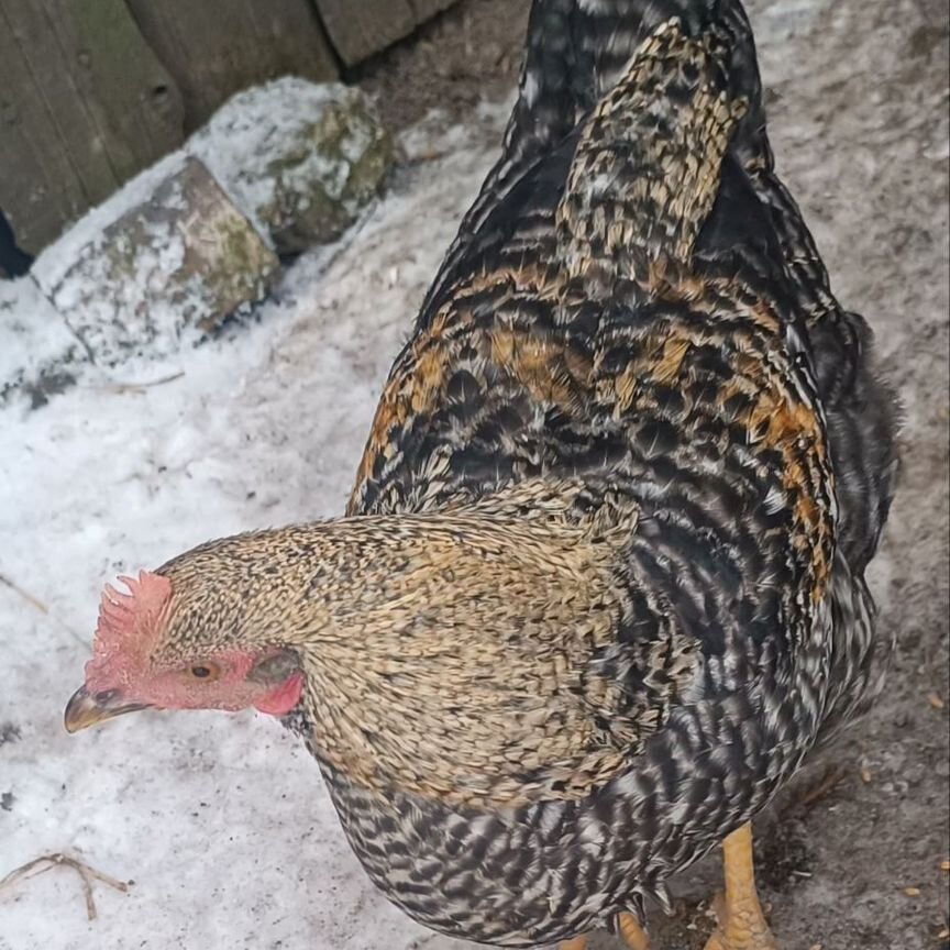 Молодой петух