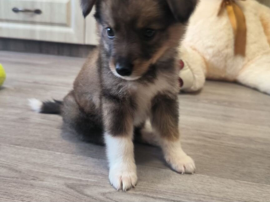 Щенки без породы от неболшой мамки - в добрые руки