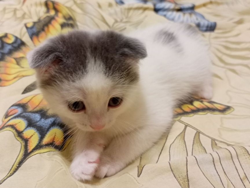 Котята домашние