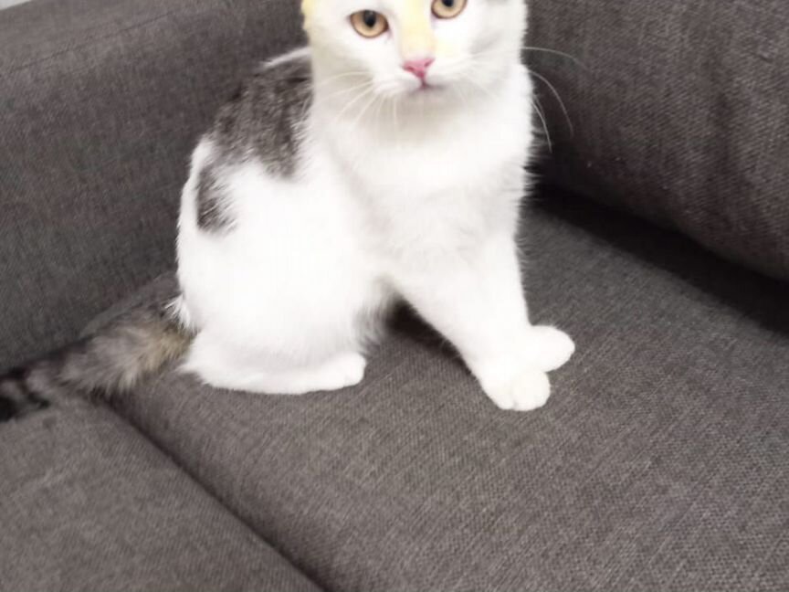 Котёнок девочка, 4 месяца