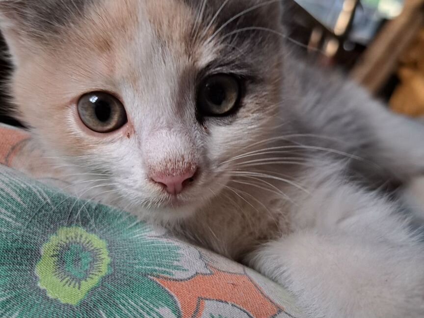 Котёнок добрым людям, в хорошие руки