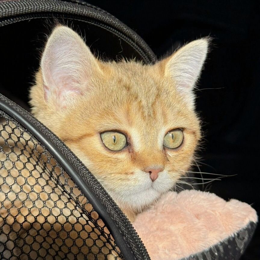 Котенок британская золотая шиншилла