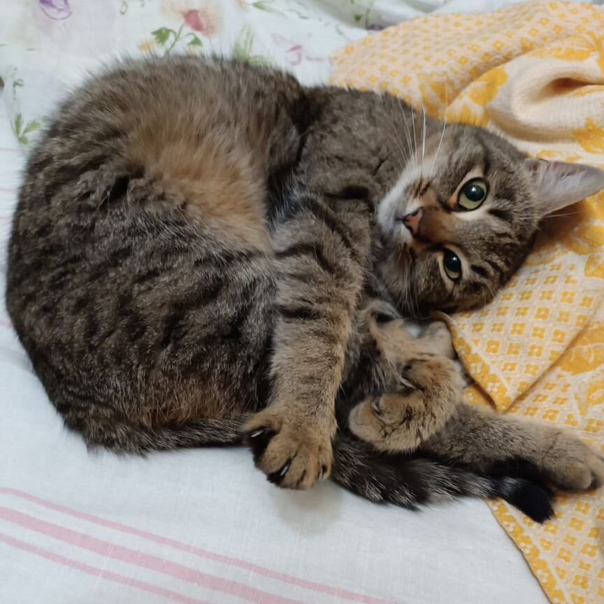 Кошек выгнали на улицу