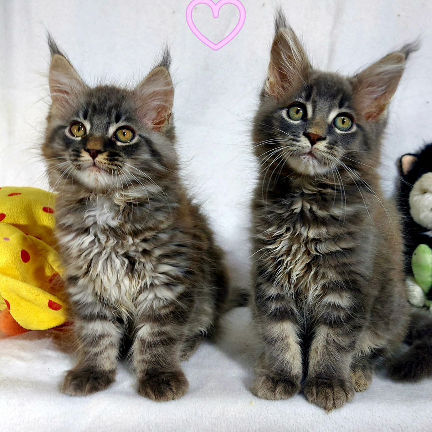 Котята мейн-кун