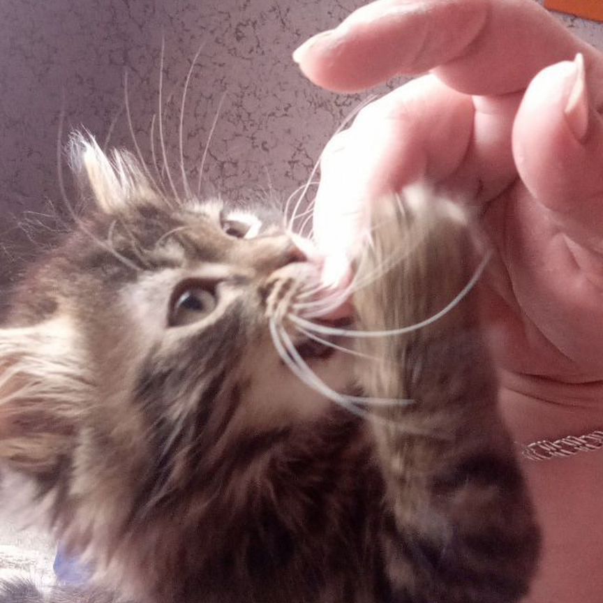 Отдам бесплатно