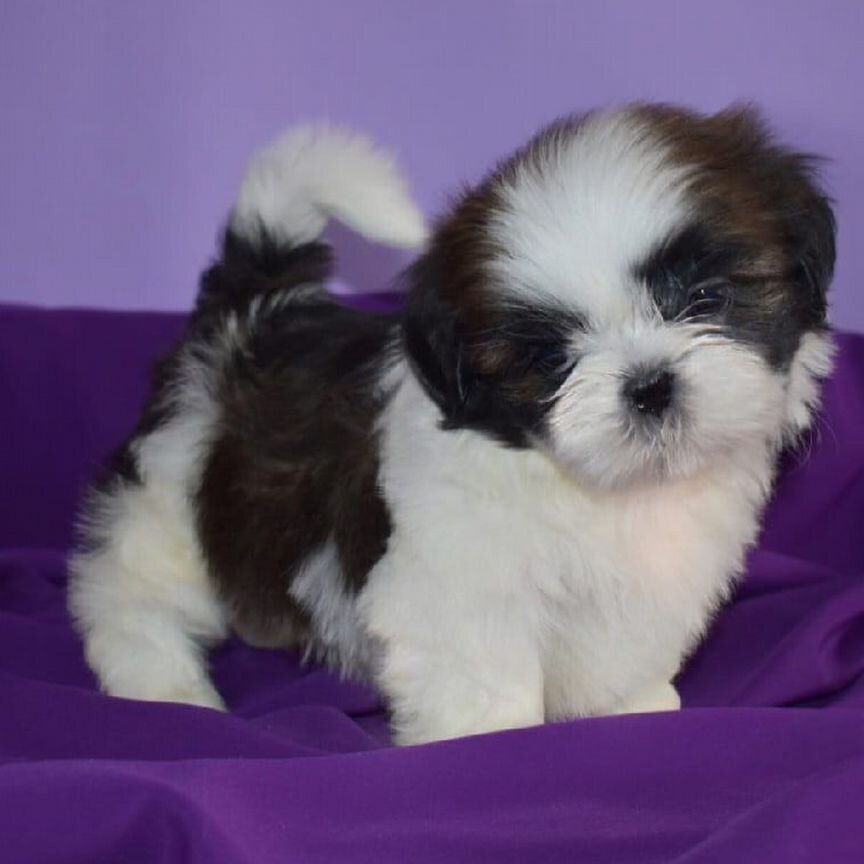Ши-тцу, щенок