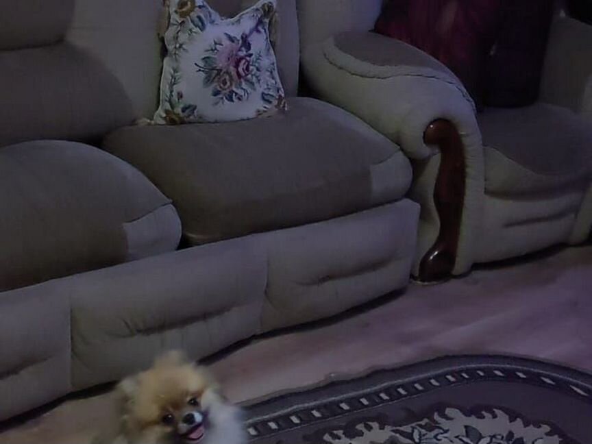 Шпиц,мальчик