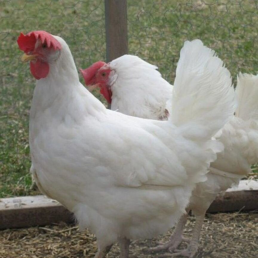Куры несушки и петух