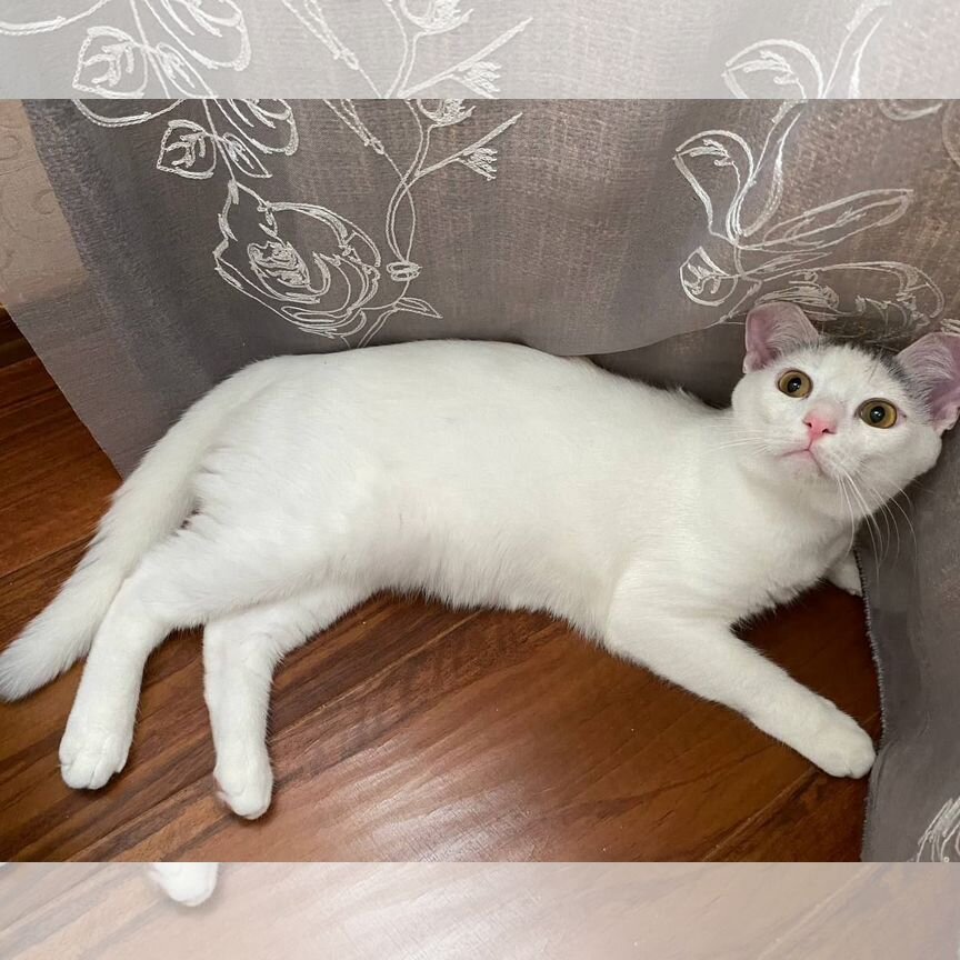 Пристраивается котенок мальчик