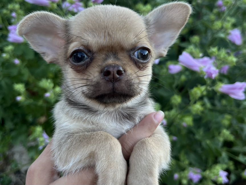 Щенок чихуахуа