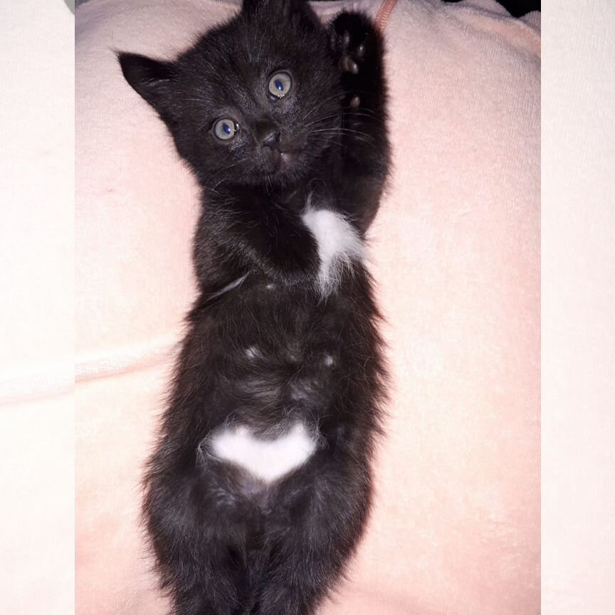 Котёнок в добрые руки