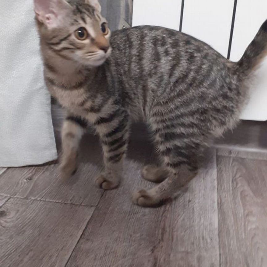 Котёнок Венера