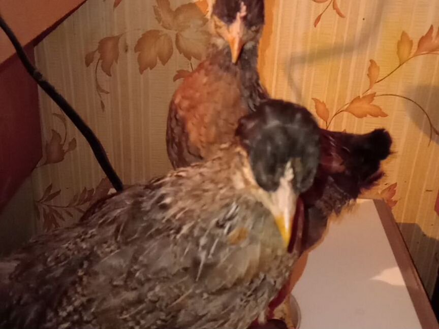 Цыплята Легбар