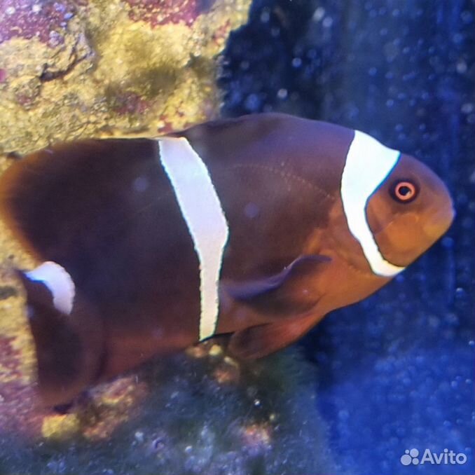 Рыбка Клоун (Премнас трёхполосный)